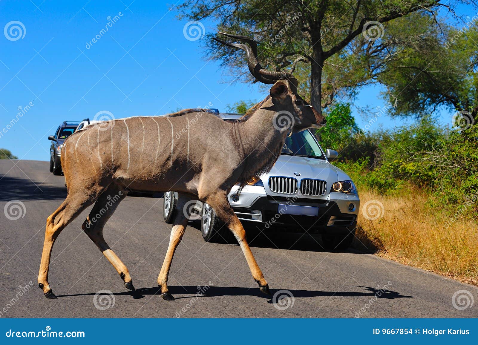 Kudu Male Stock Photos - Download 1,448 Royalty Free Photos