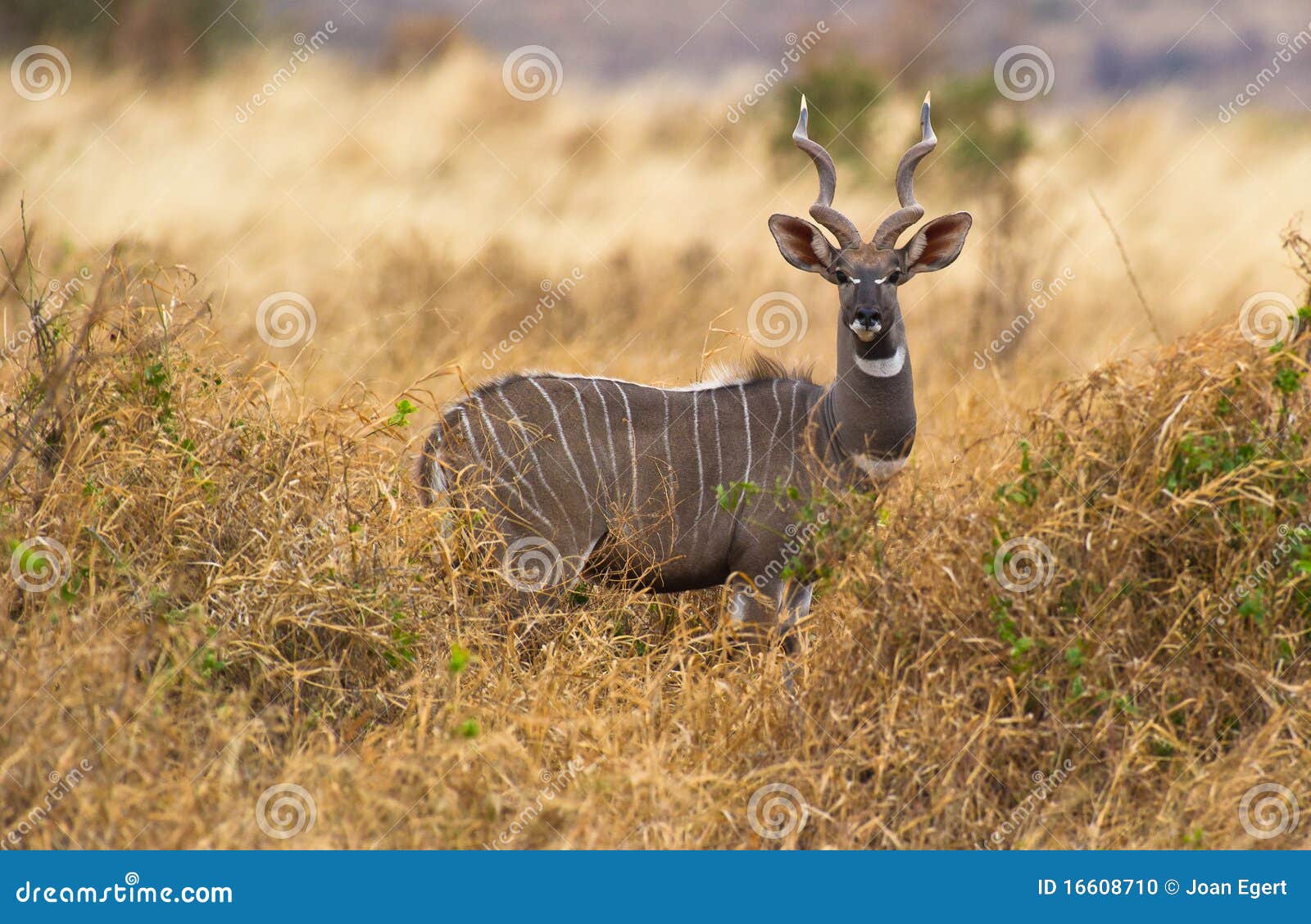 Kudu mindre arkivfoto. Bild av vuxen, varnad, livstid - 16608710