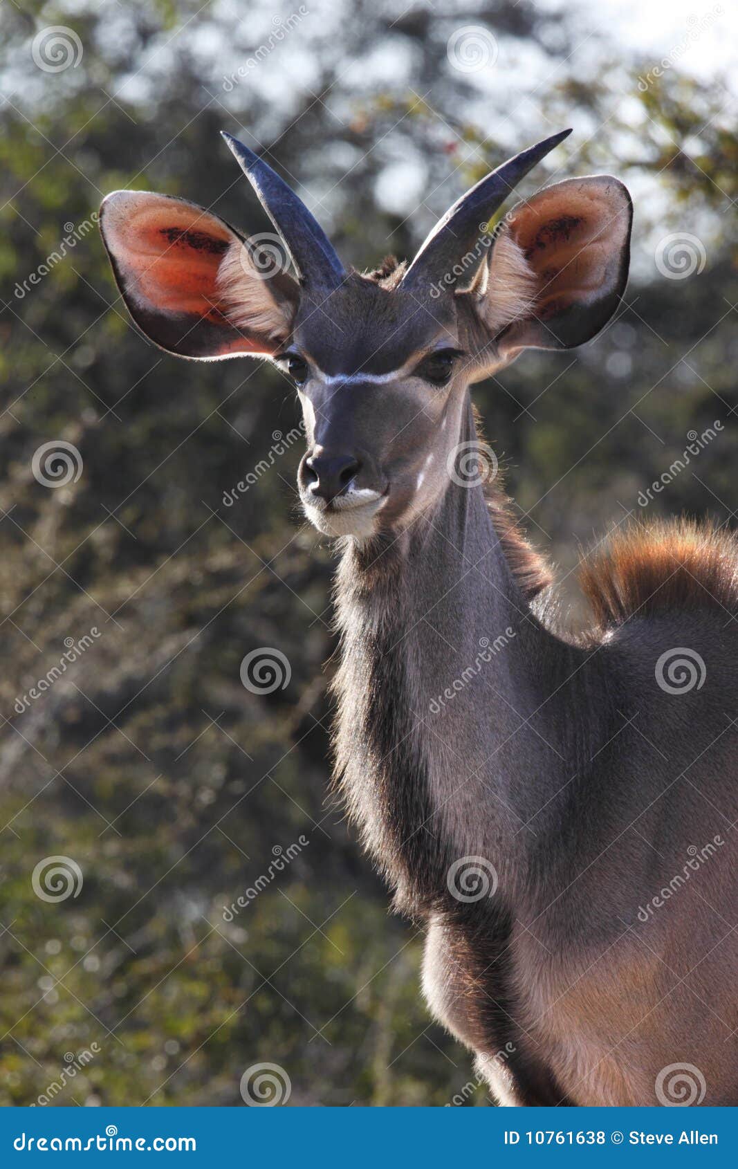 Kudu - Namibia stock photo. Image of animal, africa, kudu - 10761638