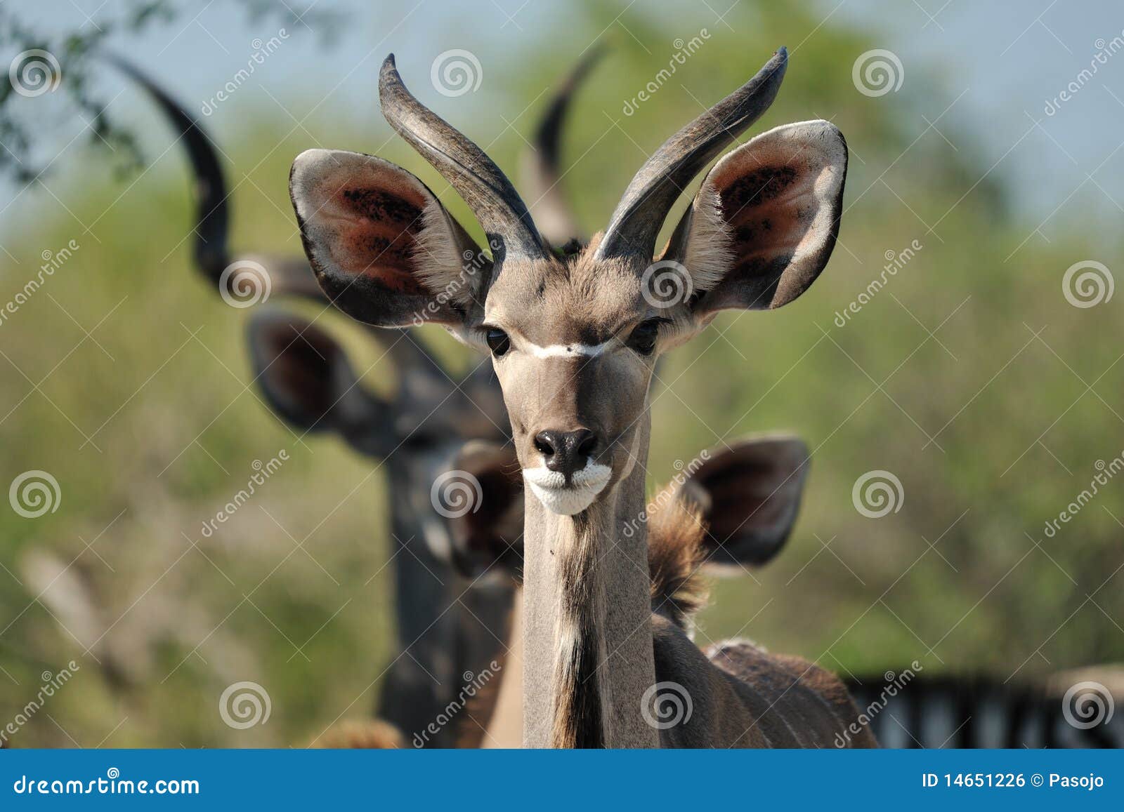 Kudu, Namibia stock photo. Image of mammal, kudu, wildlife - 14651226