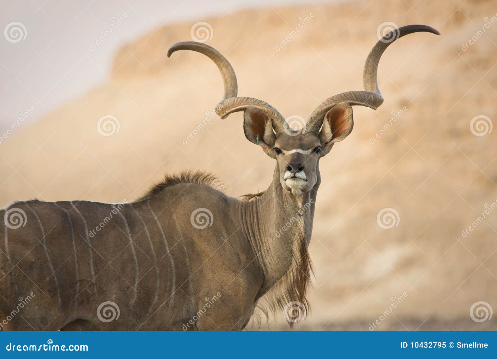 Kudu Royalty-Free Stock Photography | CartoonDealer.com #37247123