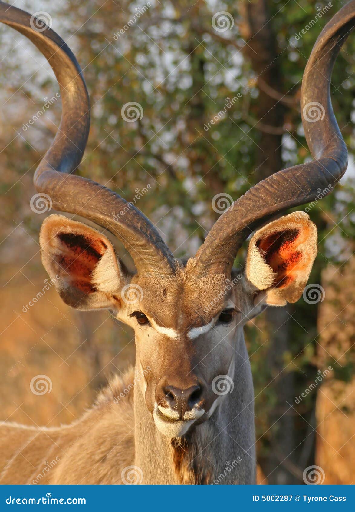 Kudu portrait stock image. Image of game, kudu, africa - 5002287