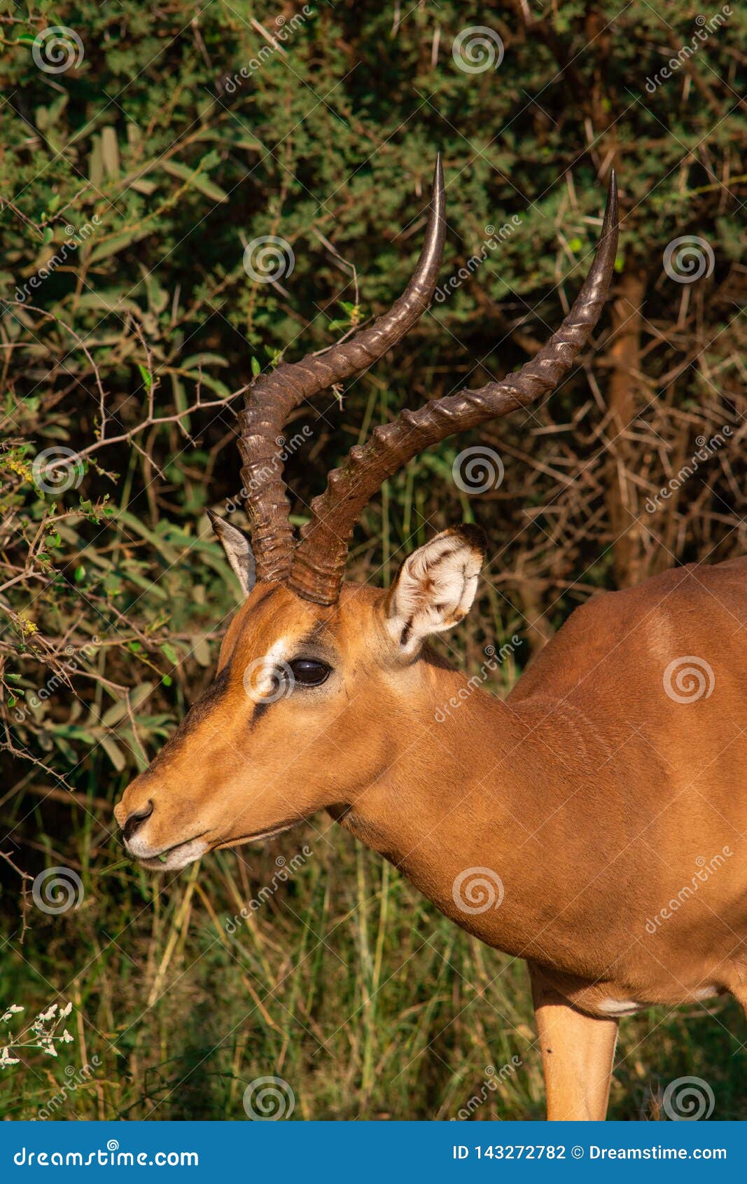 A kudu ram side profile stock photo. Image of antelope - 143272782