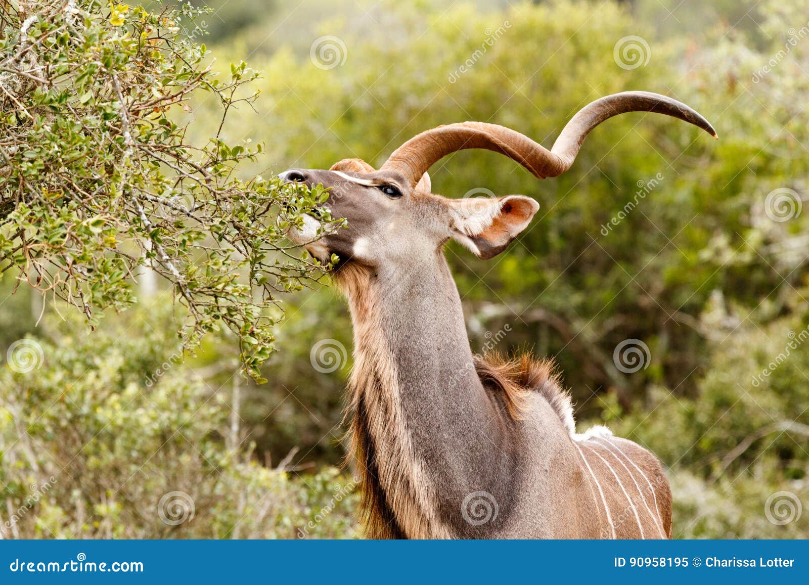Kudu Reaching for a Leaf To Eat Stock Image - Image of addo, animals ...