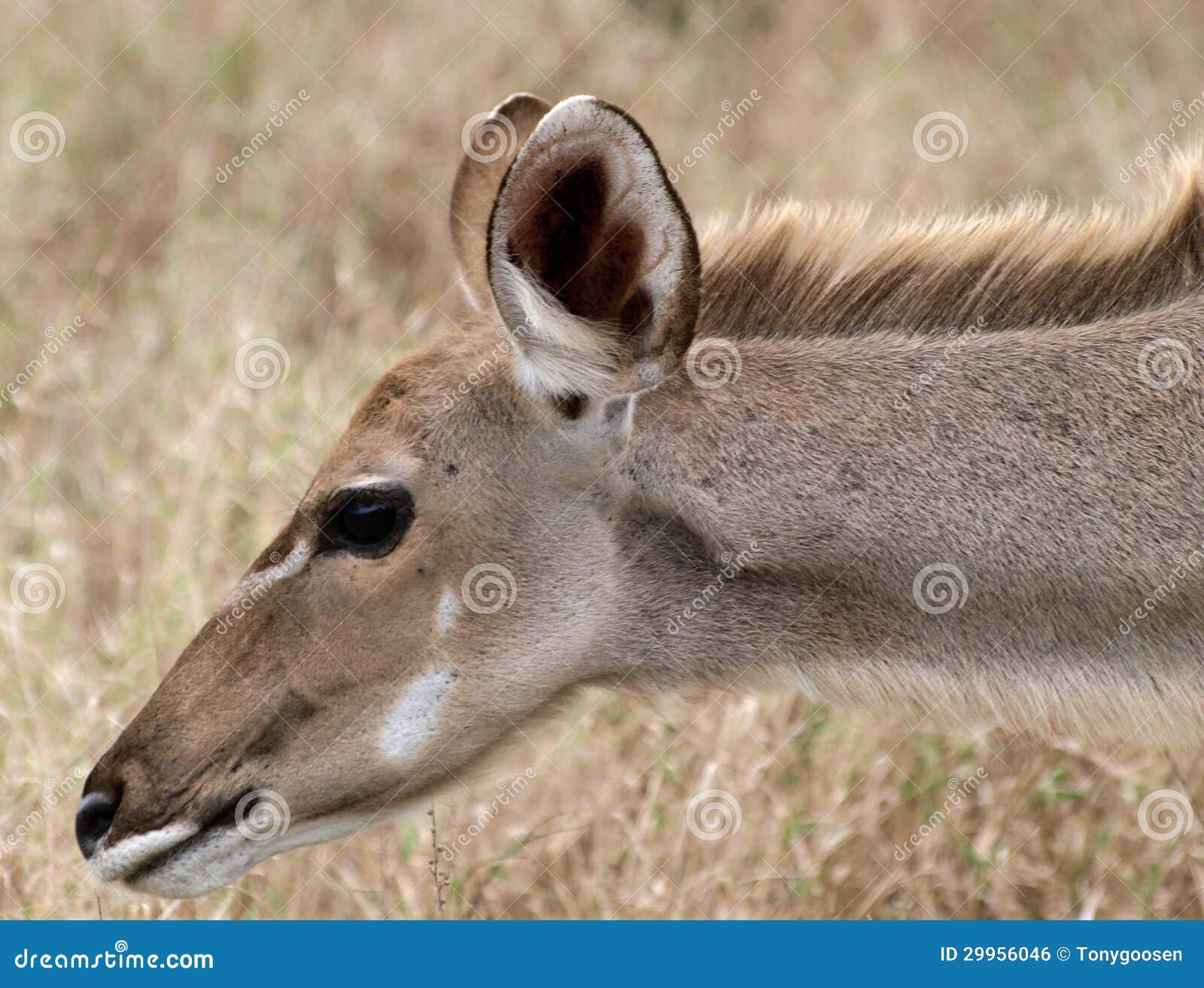 Kuda stock photo. Image of south, ears, buck, antelope - 29956046