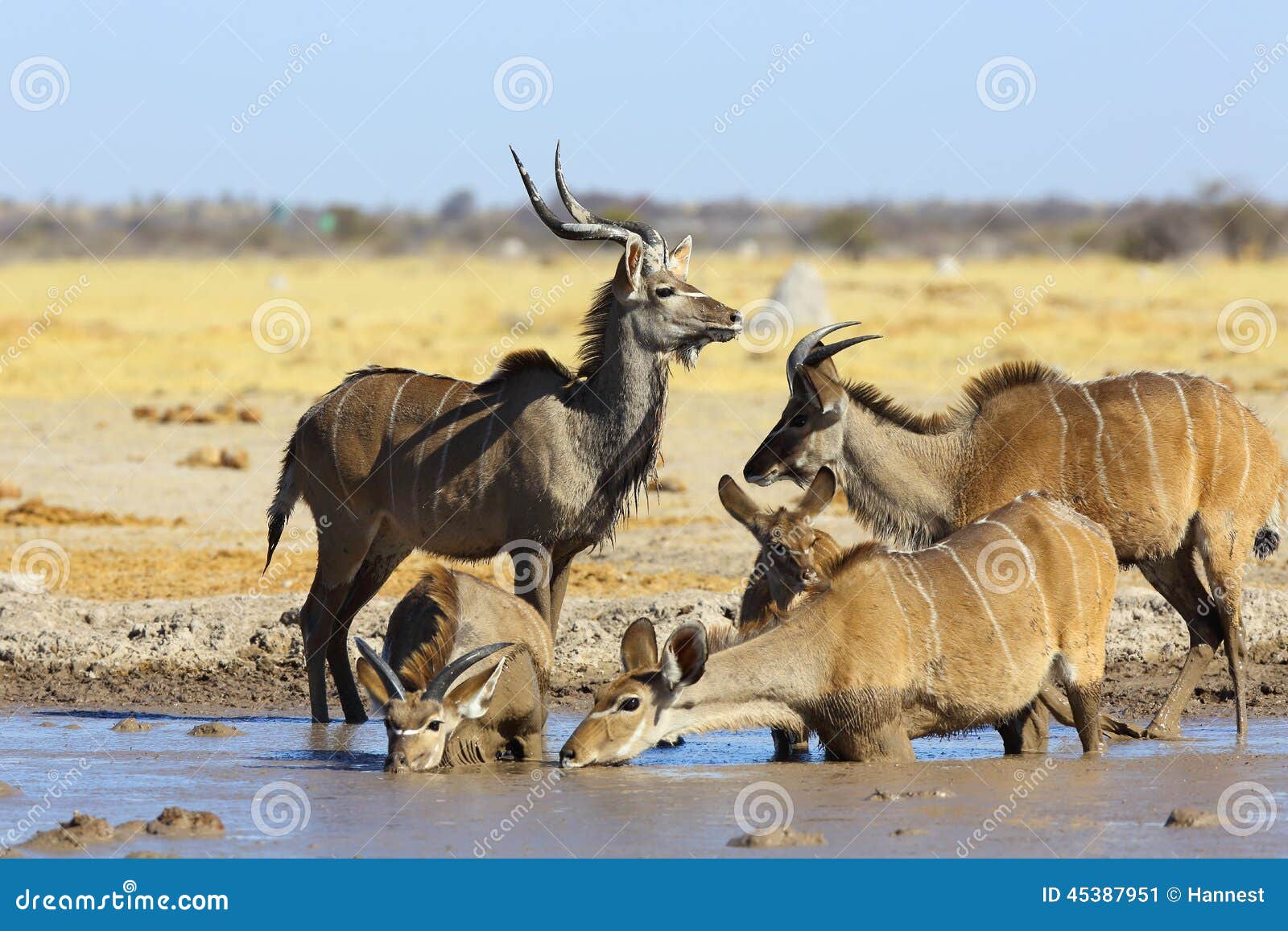 Kudu s drinking water stock image. Image of water, mammal - 45387951