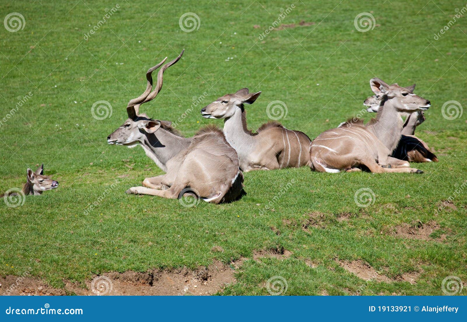 Kudu sitting in a field stock image. Image of herd, antelope - 19133921