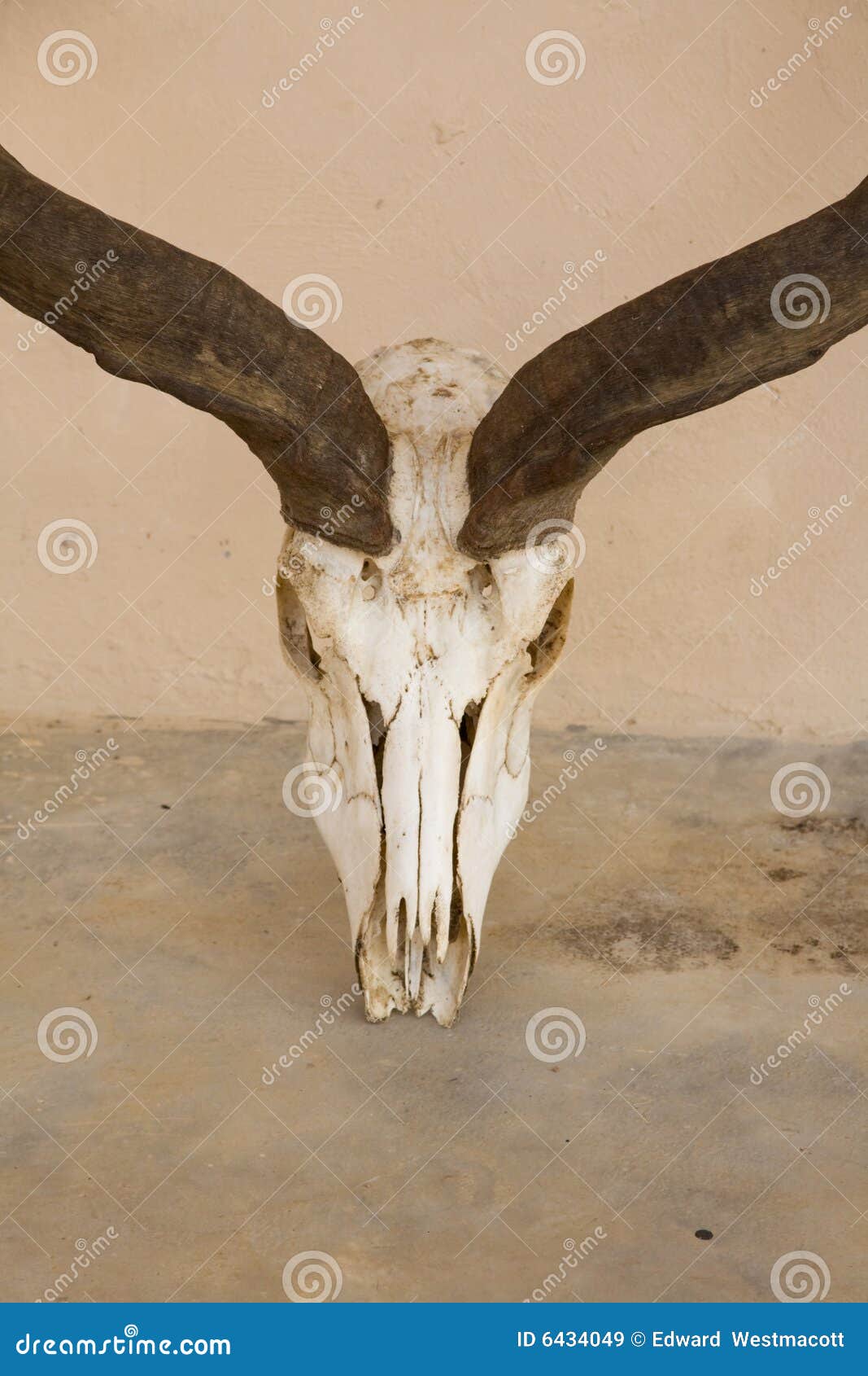 Kudu skull stock image. Image of kudu, mammal, bull, poaching - 6434049