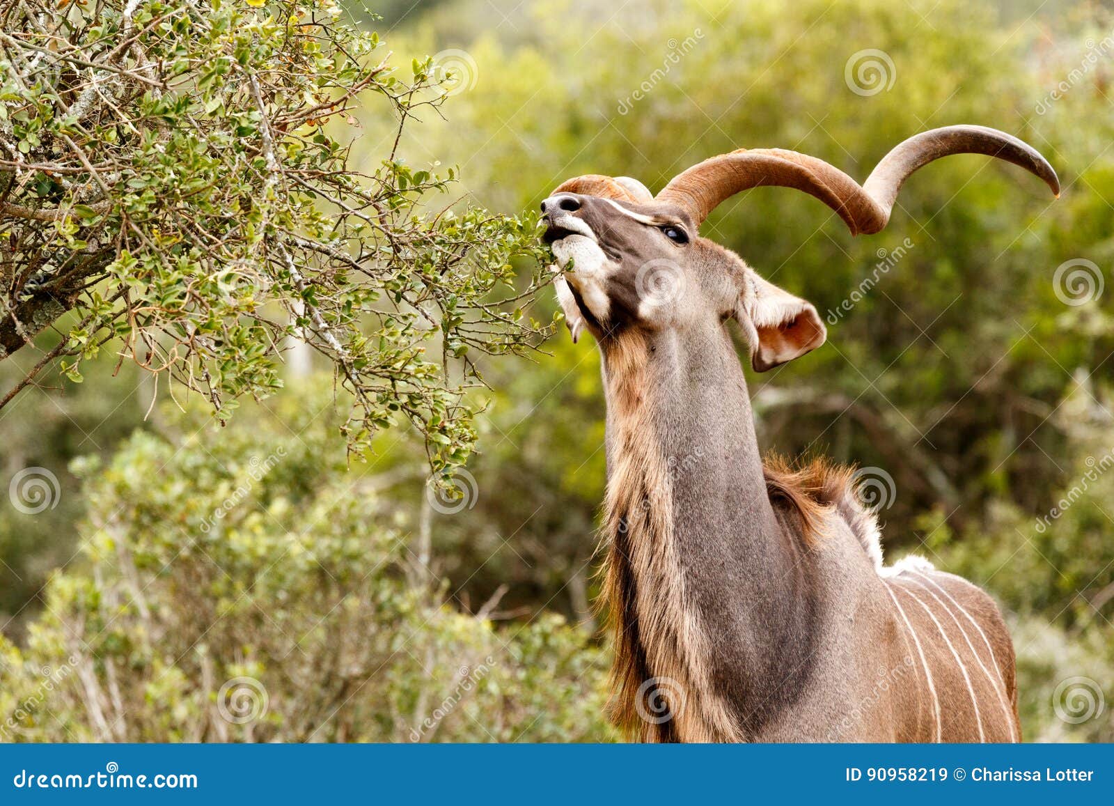 Kudu Stretching for a Leaf To Eat Stock Image - Image of etosha, horn ...