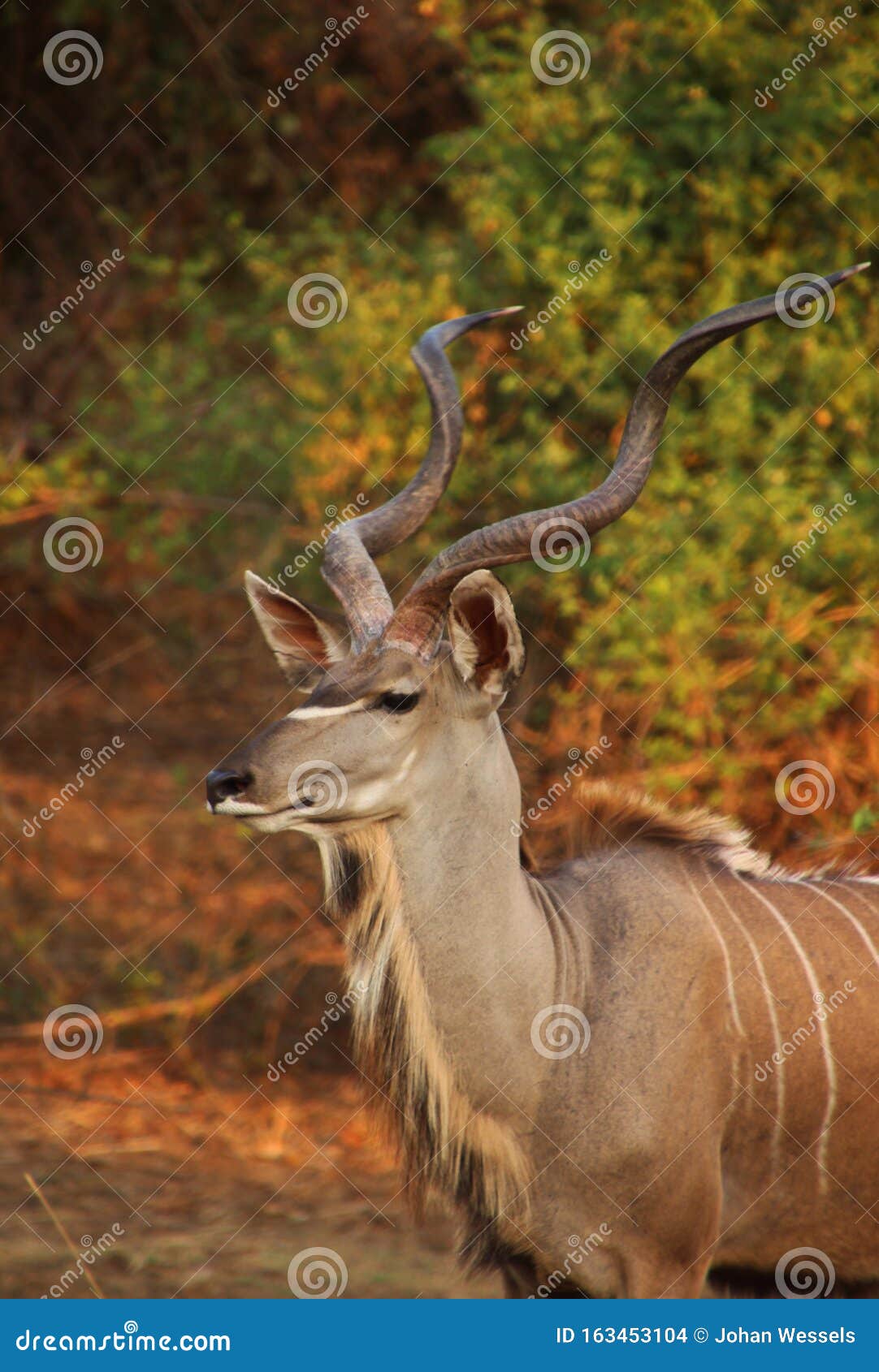 Kudu at Sunset Looking for His Mates Stock Photo - Image of ...