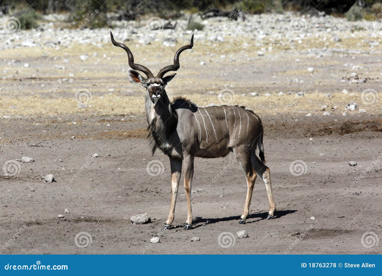 Kudu (Tragelaphus Strepsiceros) - Namibia Stock Photo - Image of ...