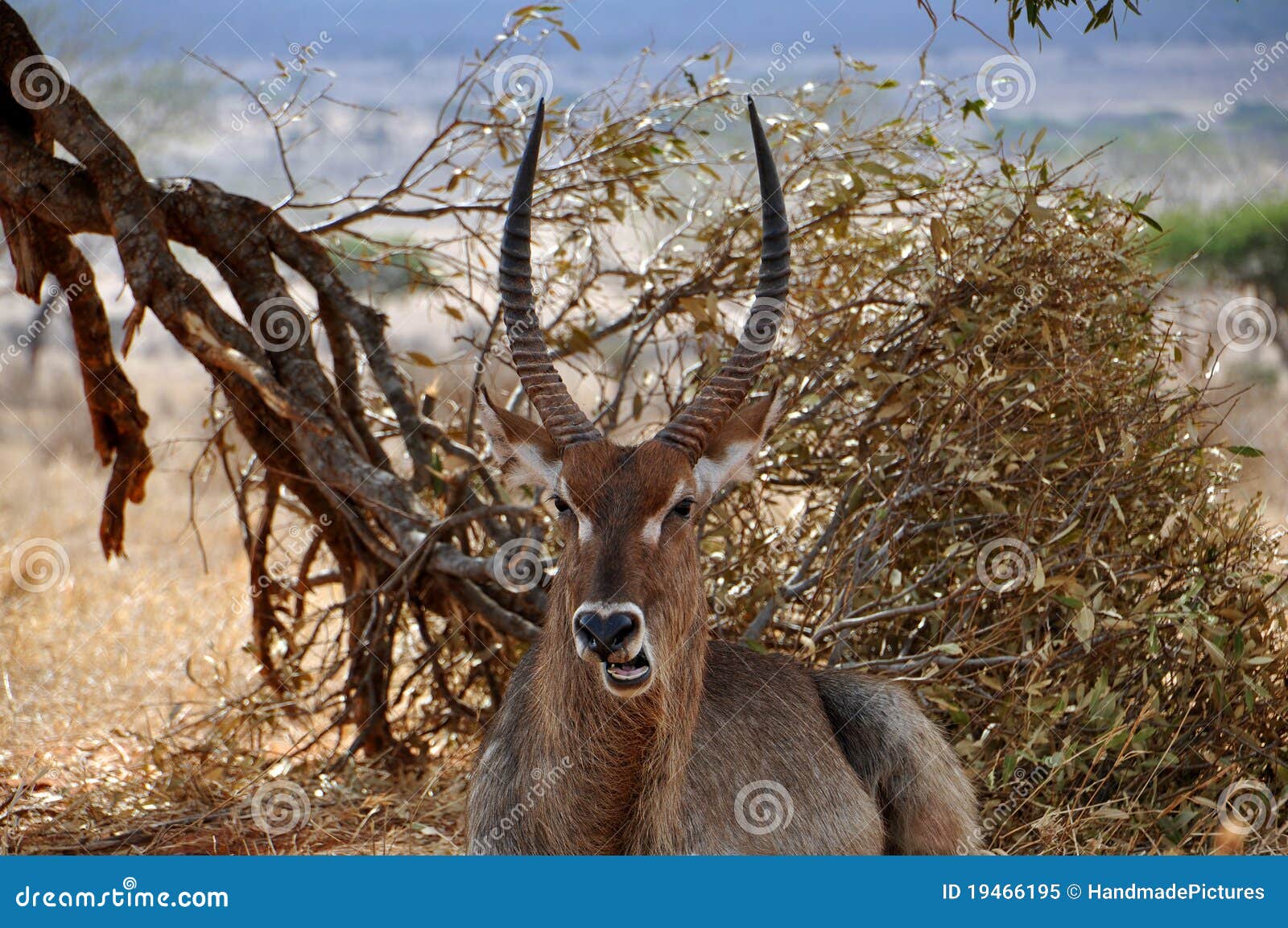 A Kudu under a tree stock image. Image of mammal, wilderness - 19466195