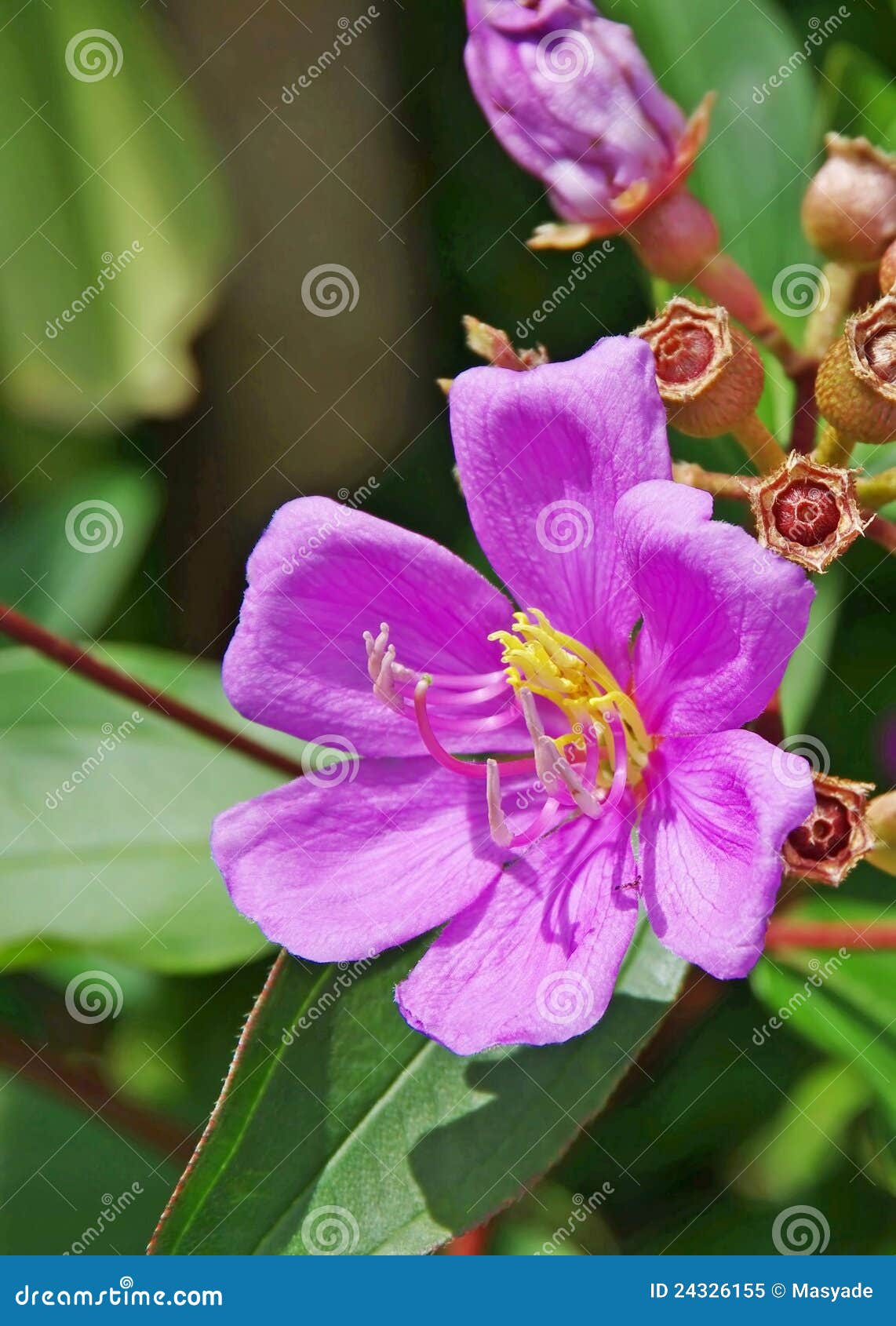 Kuduk-Kuduk flower stock image. Image of plants, corolla - 24326155