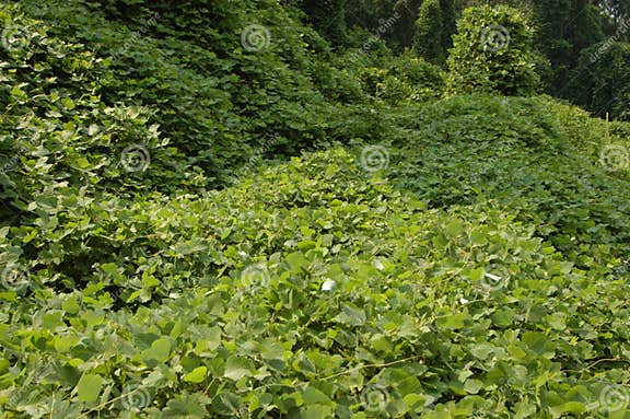 Kudzu stock image. Image of southern, green, nature, closeup - 6030493