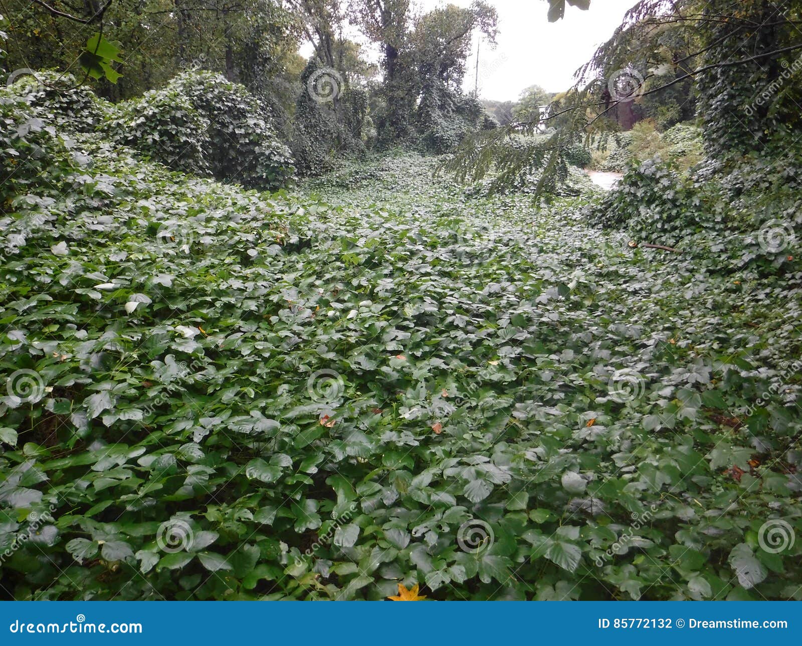 Kudzu photo stock. Image du invahissant, propagation - 85772132