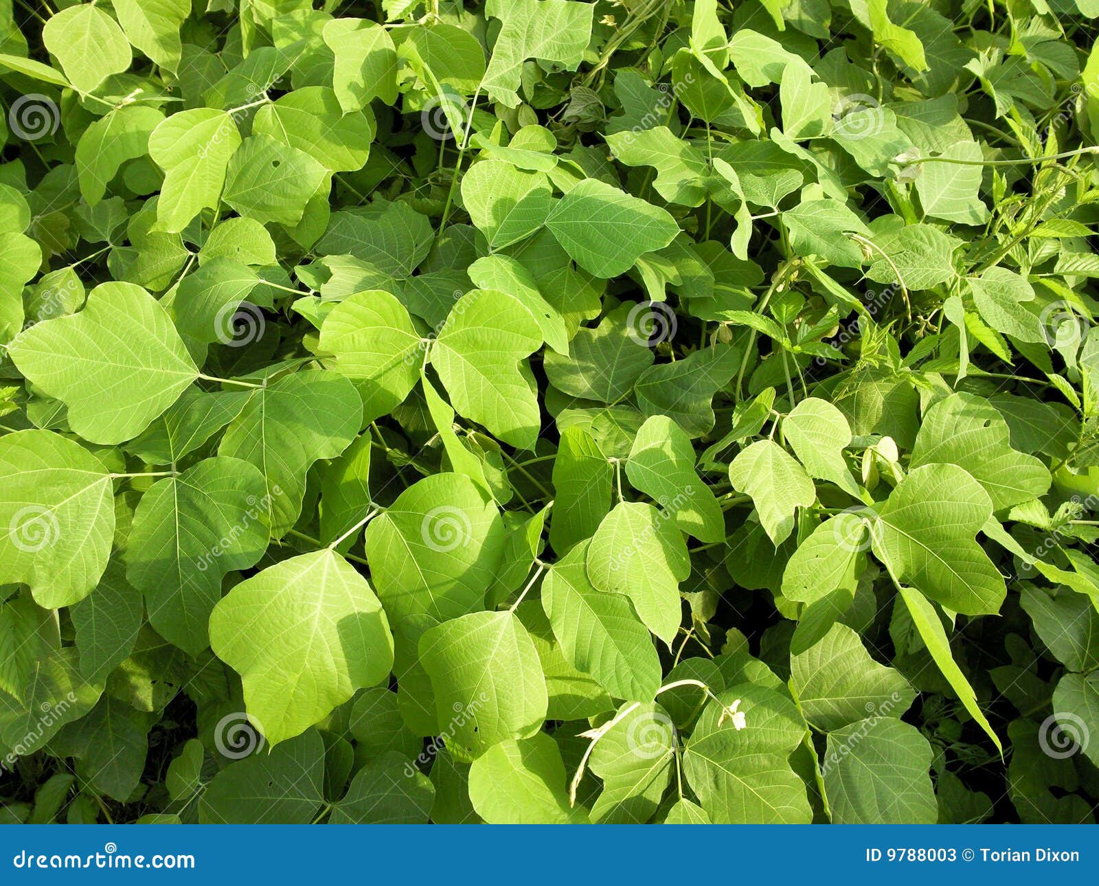 Kudzu stock image. Image of kudzu, leaves, green, foliage - 9788003
