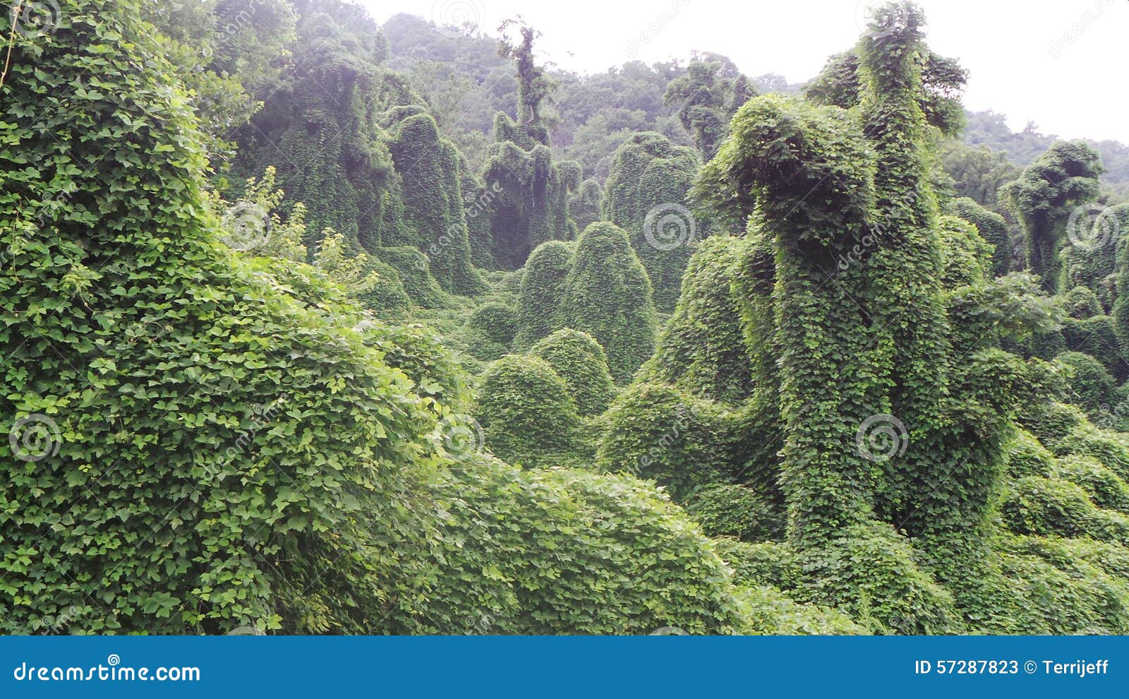 Kudzu stock image. Image of chinese, forest, trees, medicine - 57287823
