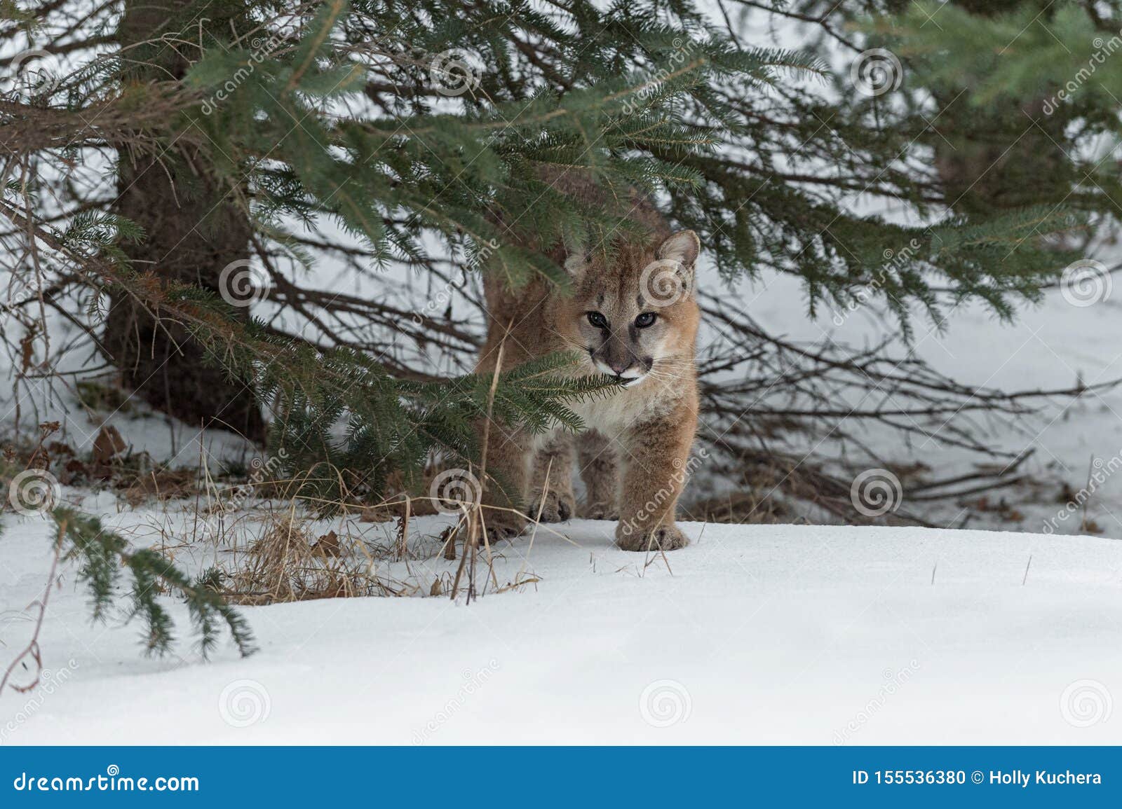 Kugar Puma Concolor Luru Pod Pine Tree Winter Zdjęcie Stock - Obraz ...