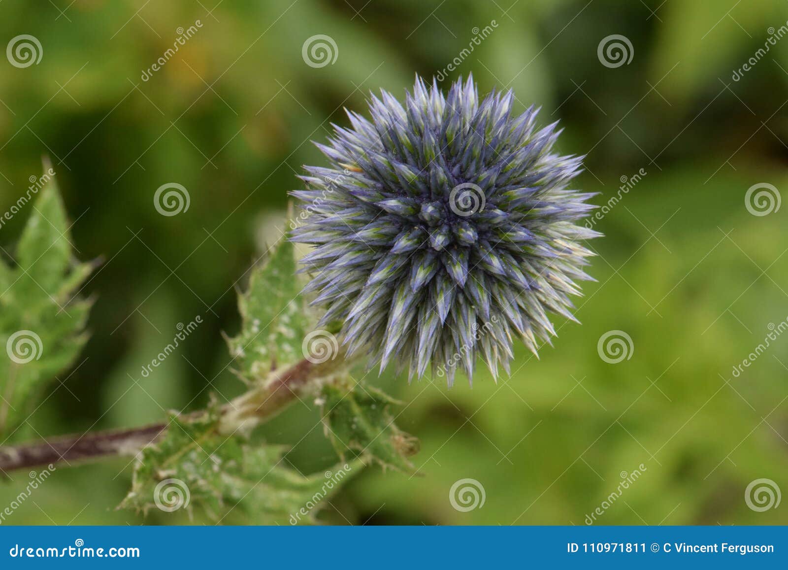 Kugel-Distel Auf Einem Undeutlichen Hintergrund Stockbild - Bild von ...