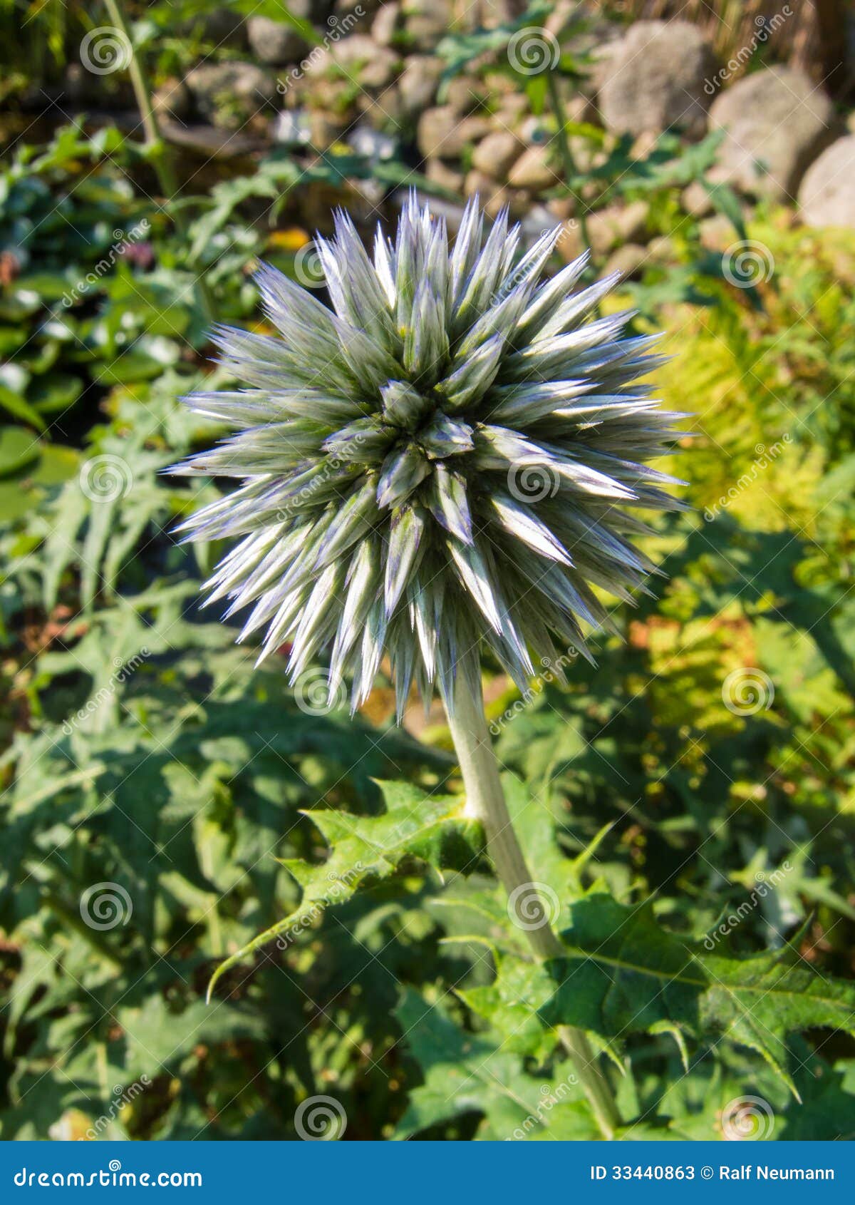 Kugeldistel, Echinops stockbild. Bild von blau, frühling - 33440863