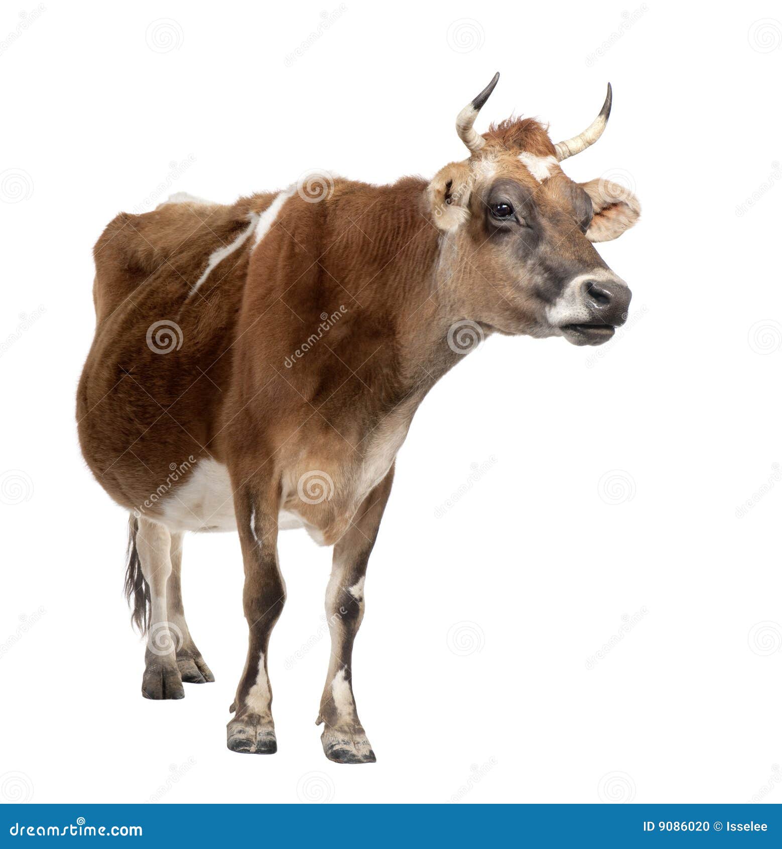 Kuh Brown-Jersey (10 Jahre Alt) Stockfoto - Bild von leben, hupe: 9086020