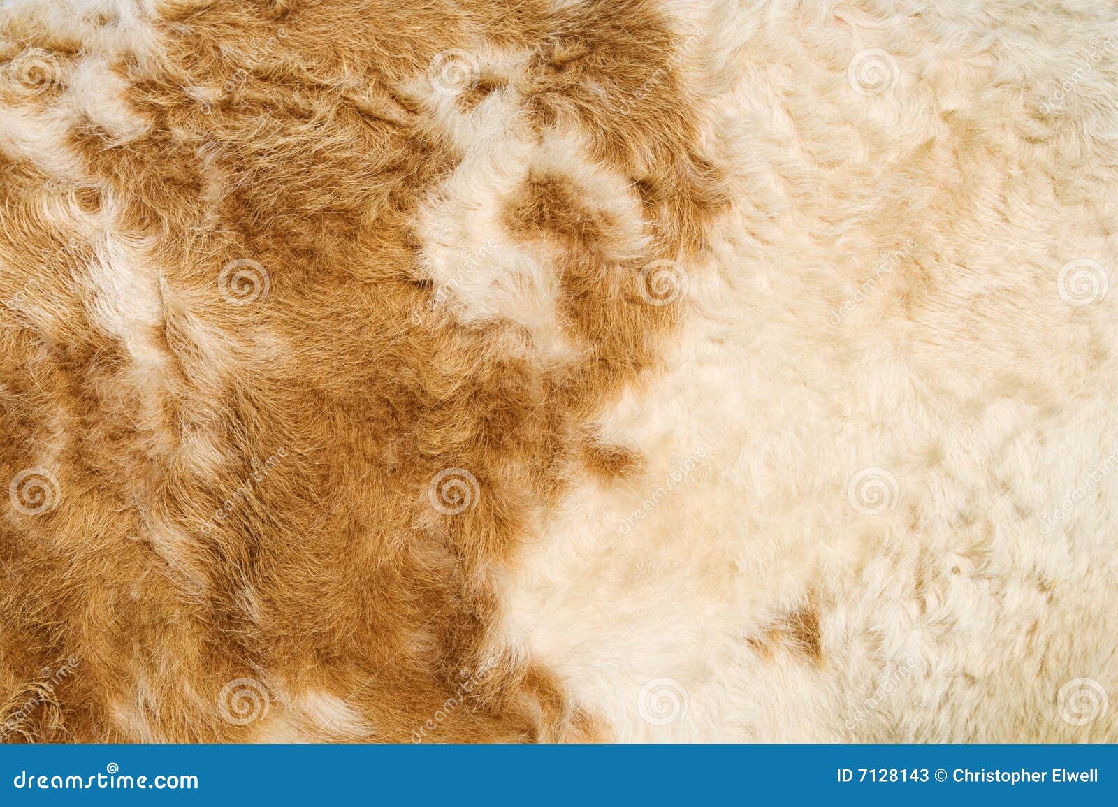 Kuh-Fell stockbild. Bild von fell, auszug, tiere, beschaffenheit - 7128143