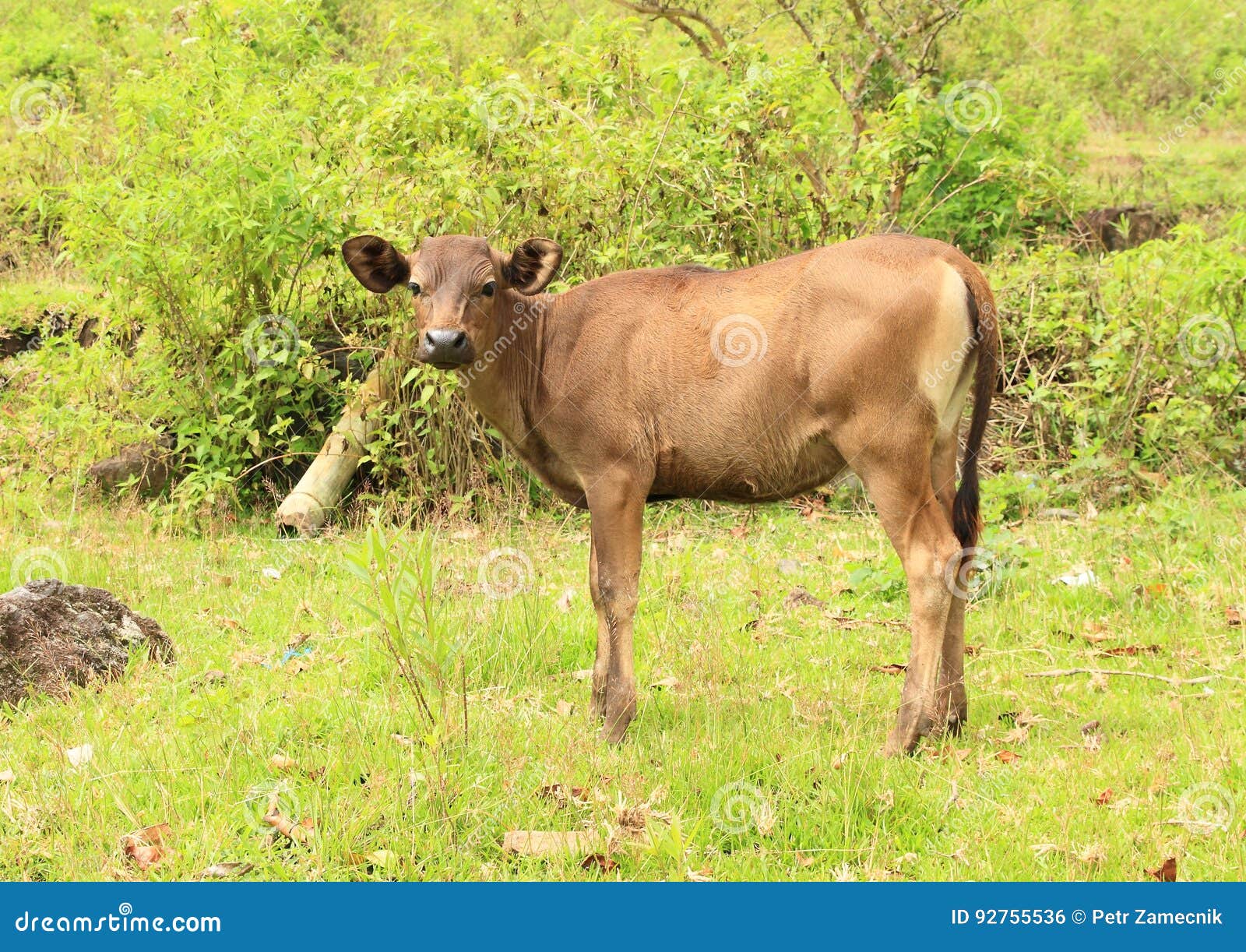 Kuh - Kalb stockfoto. Bild von kalb, züchten, stehen - 92755536