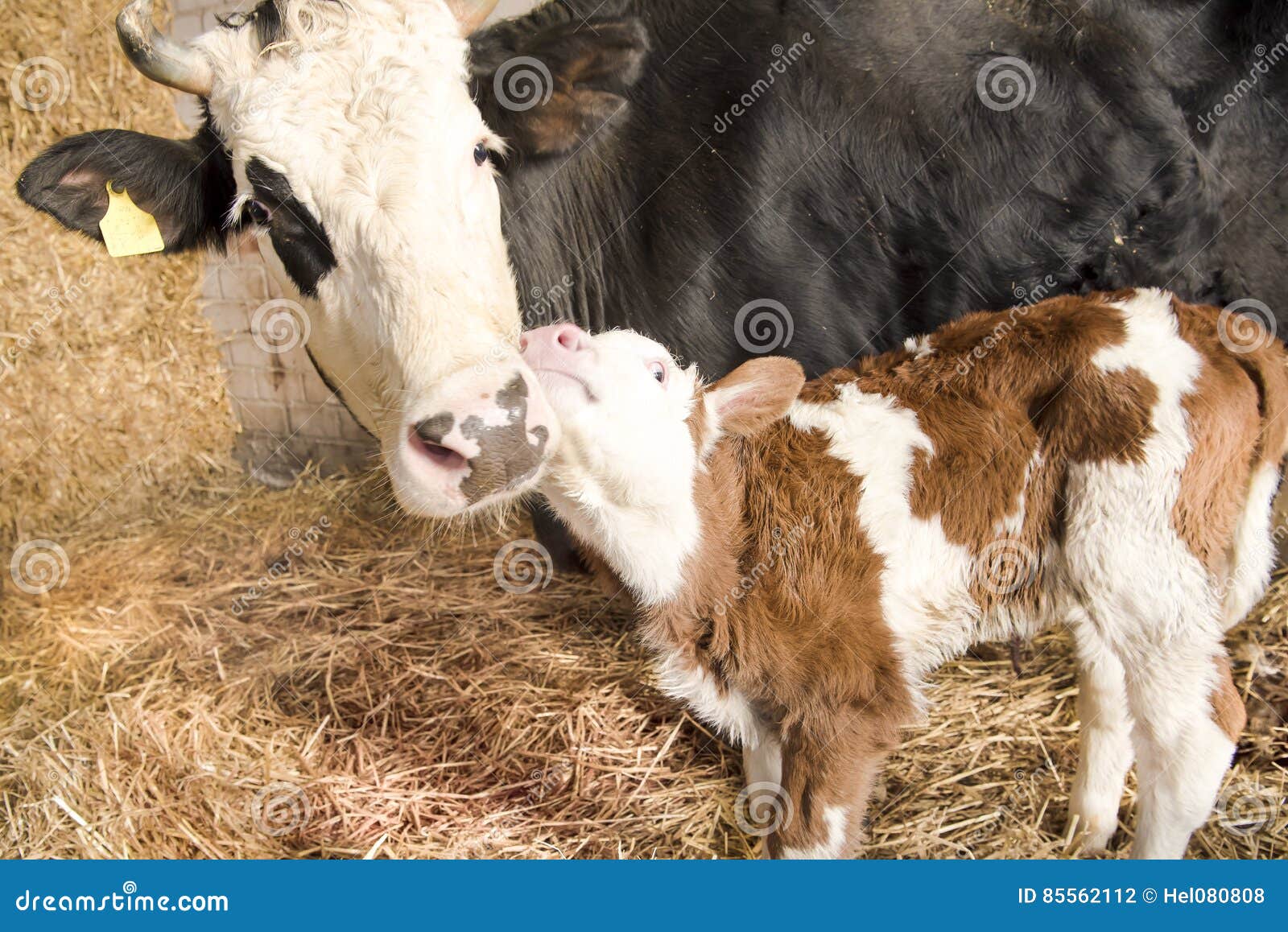 Kuh mit Kalb stockfoto. Bild von mutter, tragen, lieben - 85562112