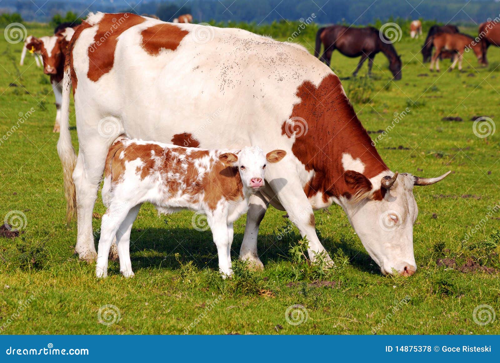 Kuh mit Kalb auf Weide stockfoto. Bild von szenisch, bauernhof - 14875378