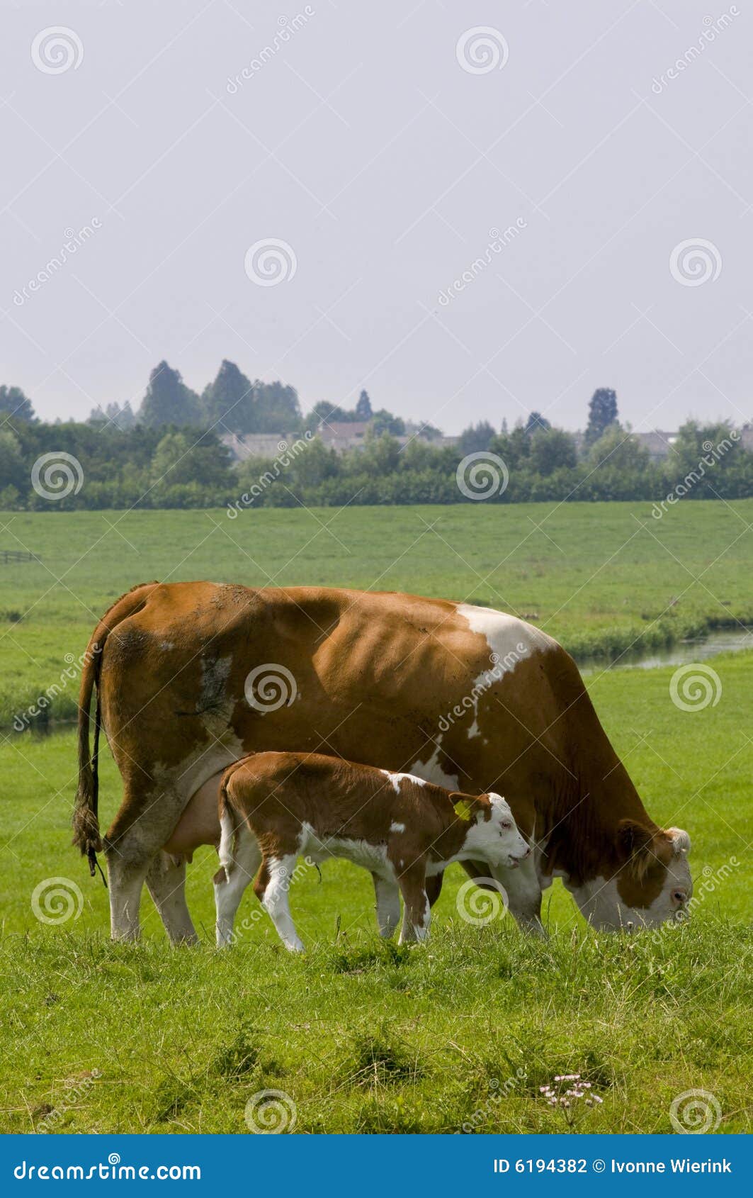 Kuh mit kalben stockfoto. Bild von horizont, niederlande - 6194382