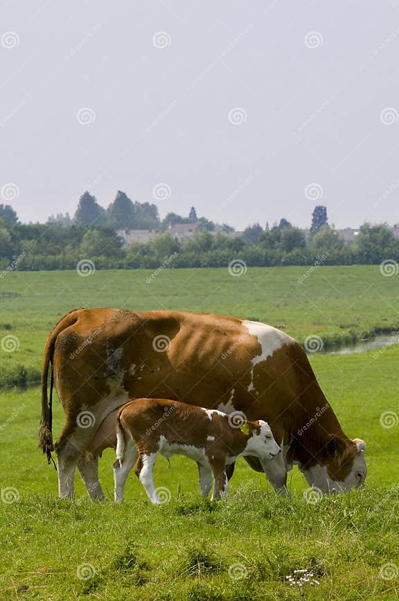 Kuh mit kalben stockfoto. Bild von horizont, niederlande - 6194382