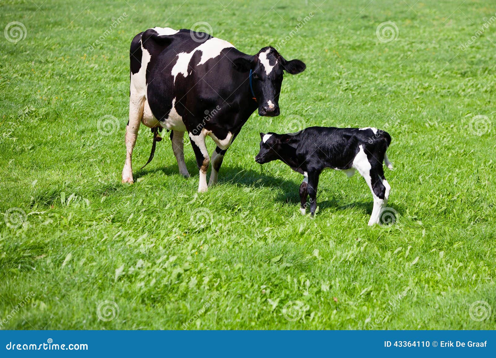 Kuh mit neugeborenem Kalb stockfoto. Bild von neugeboren - 43364110
