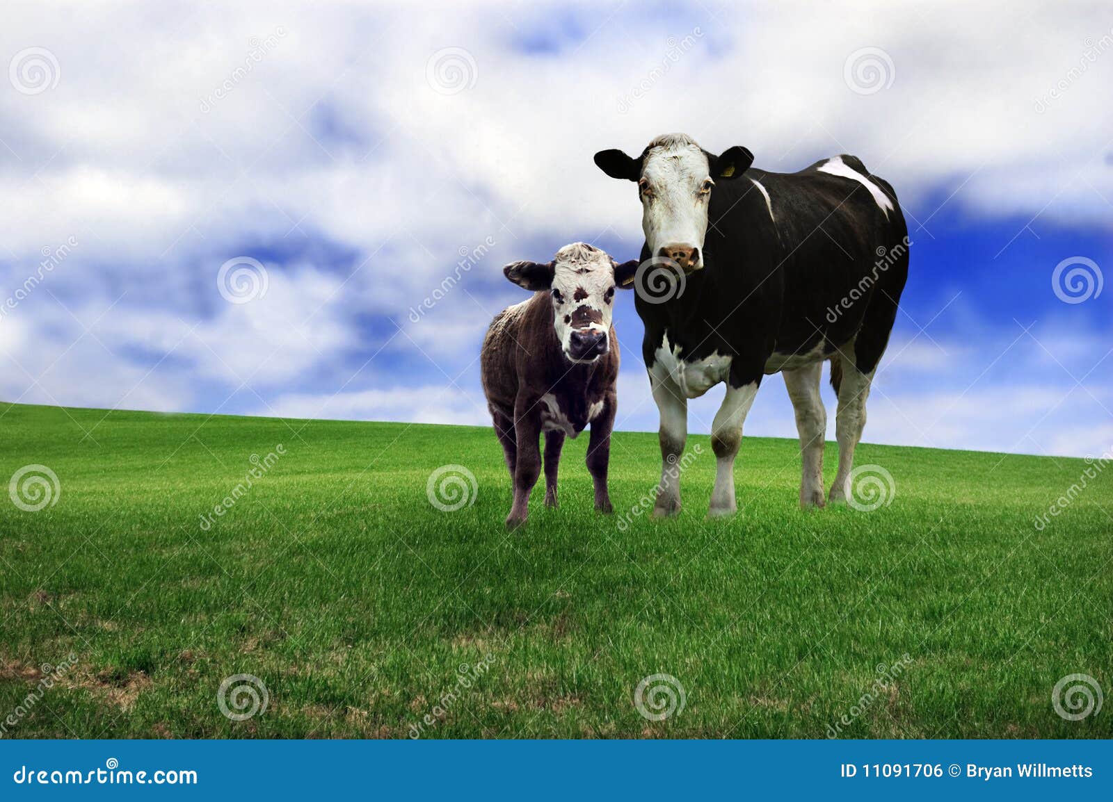 Kuh und Kalb stockfoto. Bild von frisch, landwirtschaftlich - 11091706