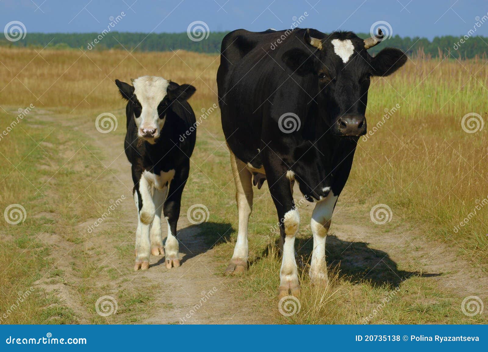 Kuh und Kalb stockfoto. Bild von euter, ackerland, getränk - 20735138