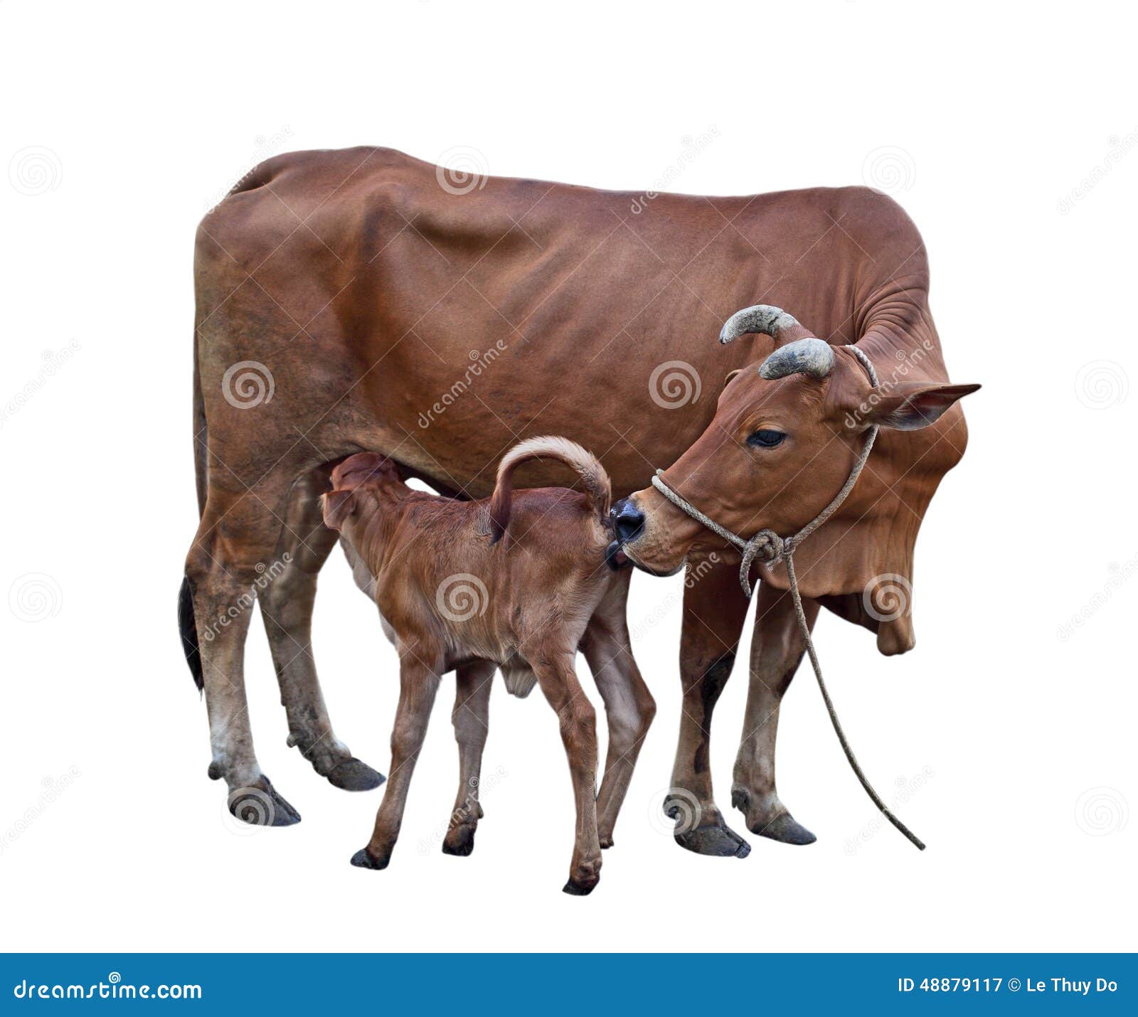 Kuh und Kalb stockbild. Bild von färsen, kalb, herde - 48879117