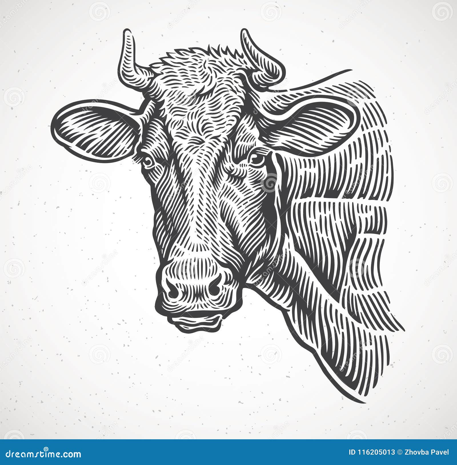 Kuhkopf, in Einer Grafischen Art Vektor Abbildung - Illustration von ...