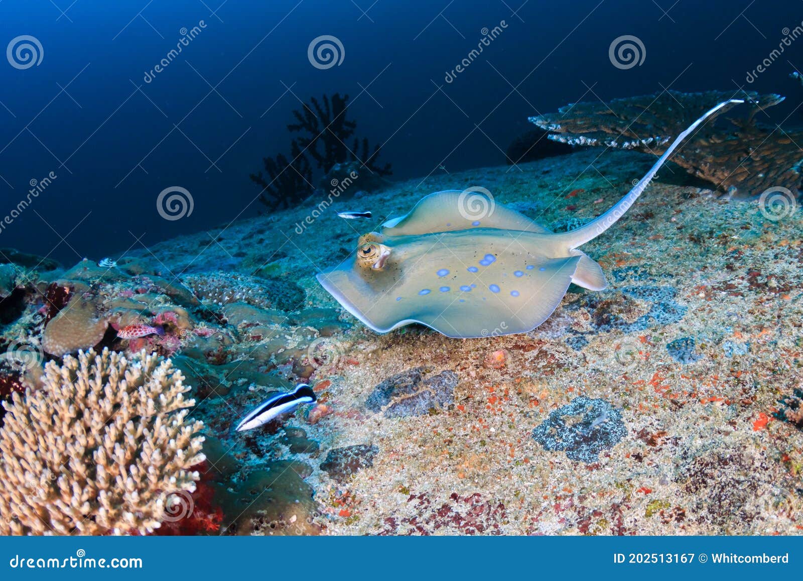 Kuhl`s Stingray on a Dark Coral Reef Stock Image - Image of nature ...