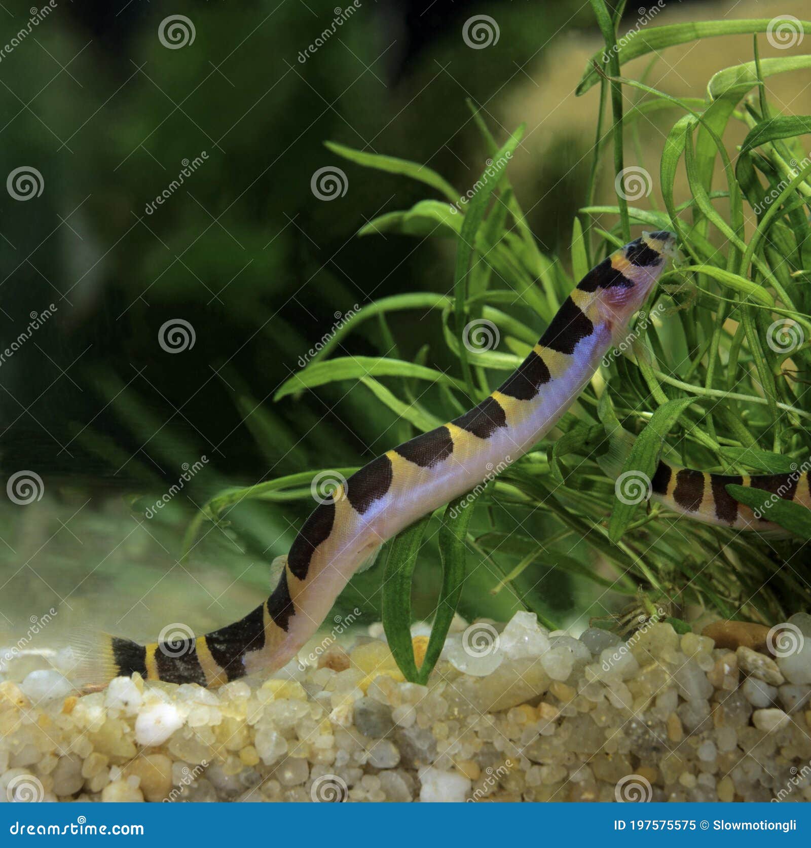Kuhli Loach, pangio kuhli stock image. Image of plant - 197575575