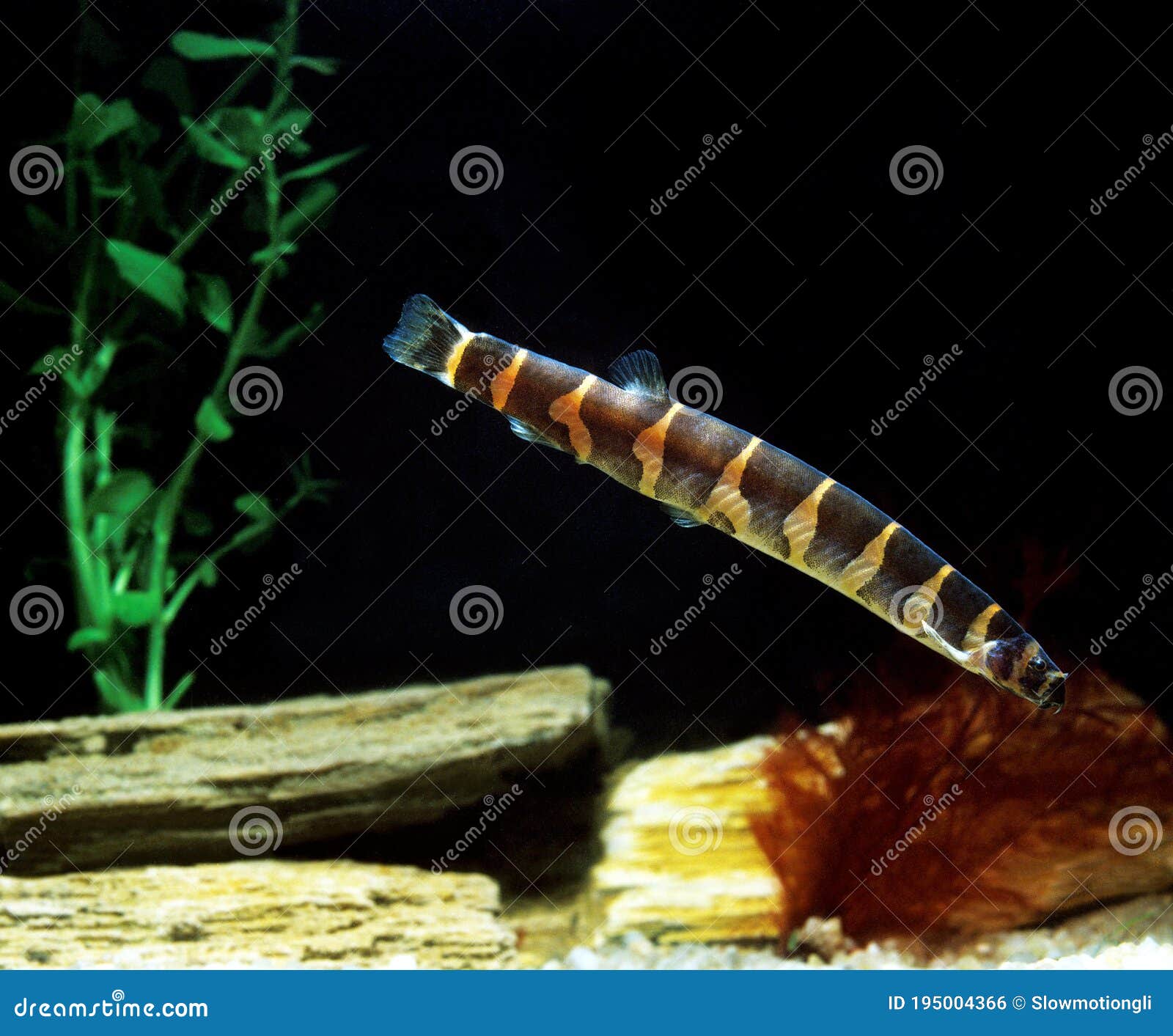 Kuhli loach pangio kuhli foto de archivo. Imagen de planta - 195004366