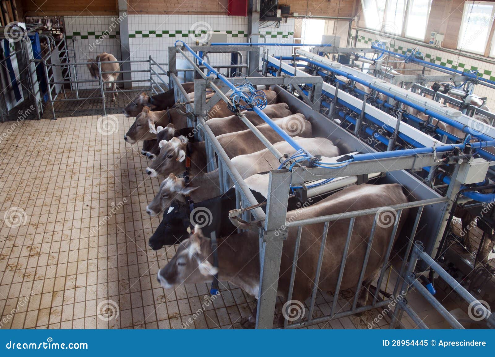 Kuhmilch stockbild. Bild von industriell, vieh, milch - 28954445