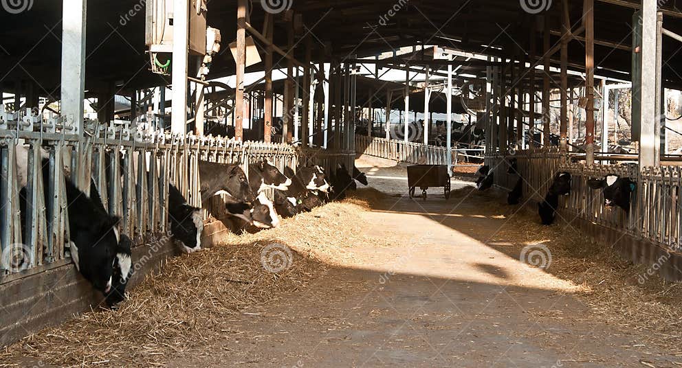 Kuhstall stockbild. Bild von kuhstall, nahrung, israel - 17841531