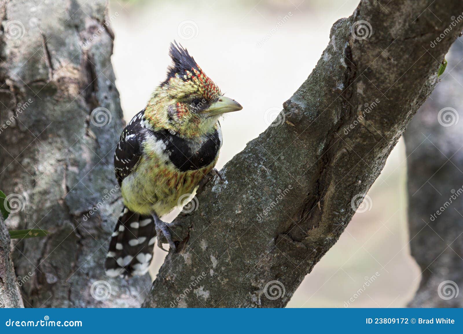 Kuif Barbet vogel stock foto. Image of boom, soorten - 23809172