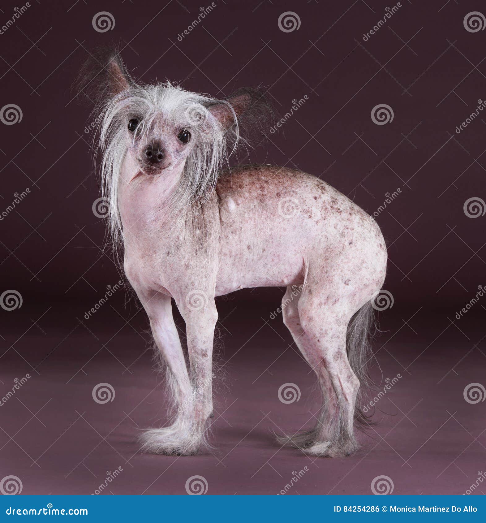 Kuif Chinese Hond stock foto. Image of honds, glimlach - 84254286