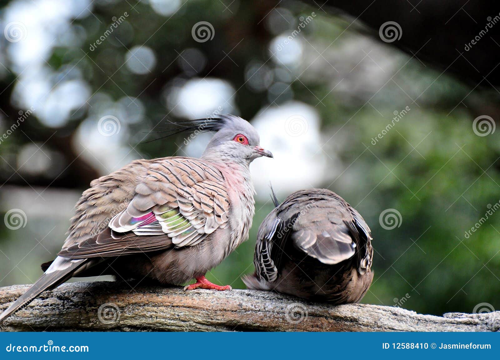 Kuif Duif stock foto. Image of duif, vogel, kuif, boom - 12588410