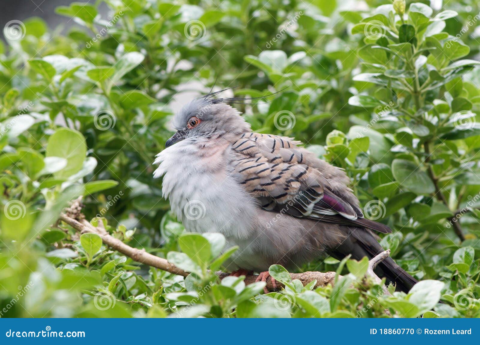 Kuif duif stock foto. Image of nave, geritseld, groen - 18860770