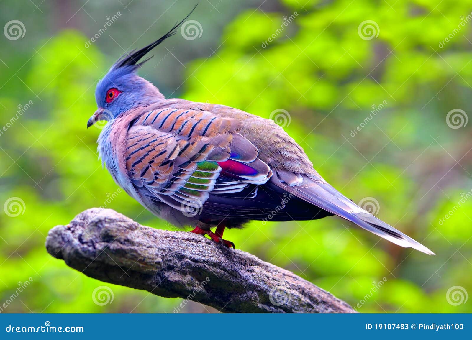 Kuif duif stock afbeelding. Image of wild, kuif, paardestaart - 19107483