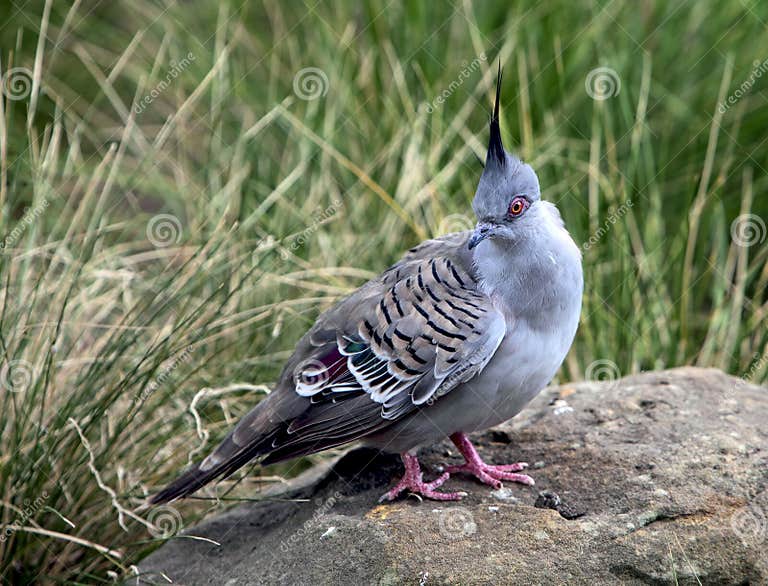 Kuif duif stock afbeelding. Image of duif, australië - 28380527