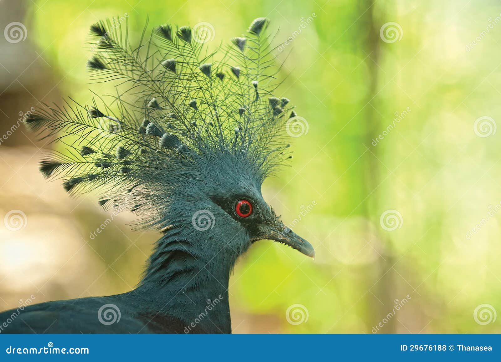 Kuif duif stock foto. Image of rust, veren, kroon, dier - 29676188