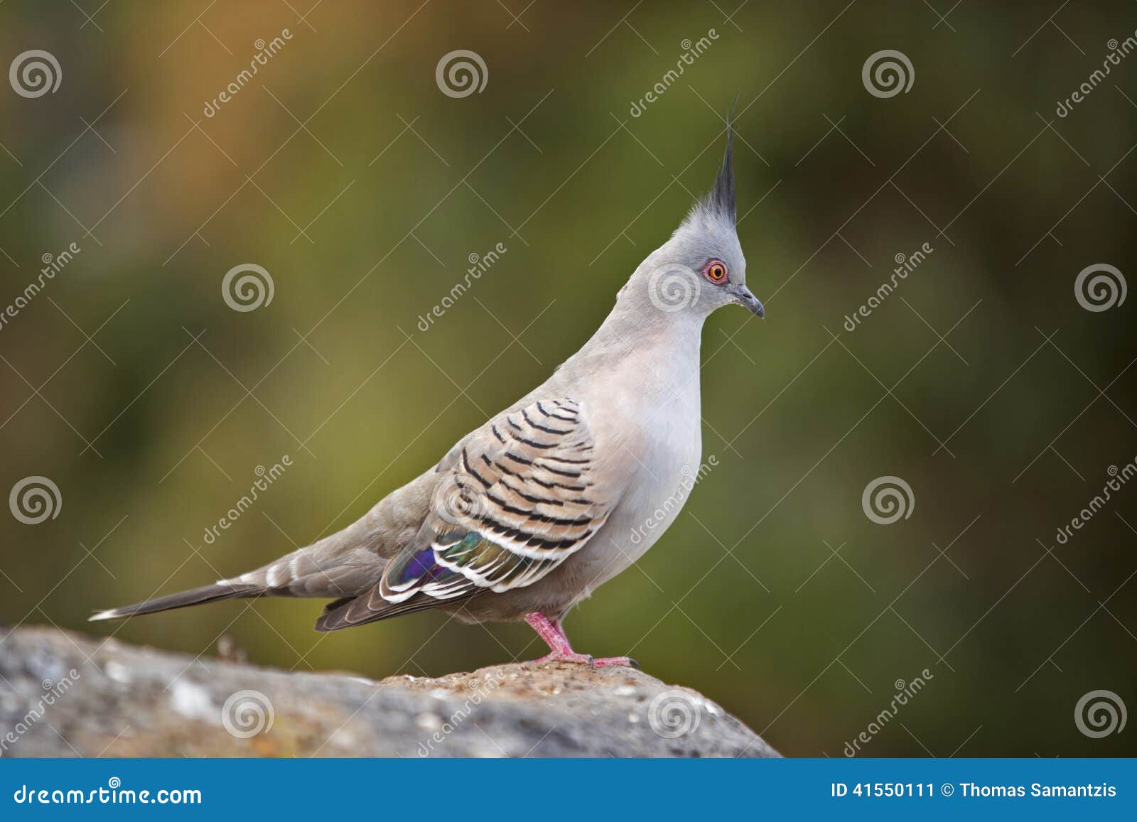 Kuif duif stock afbeelding. Image of vogel, australisch - 41550111