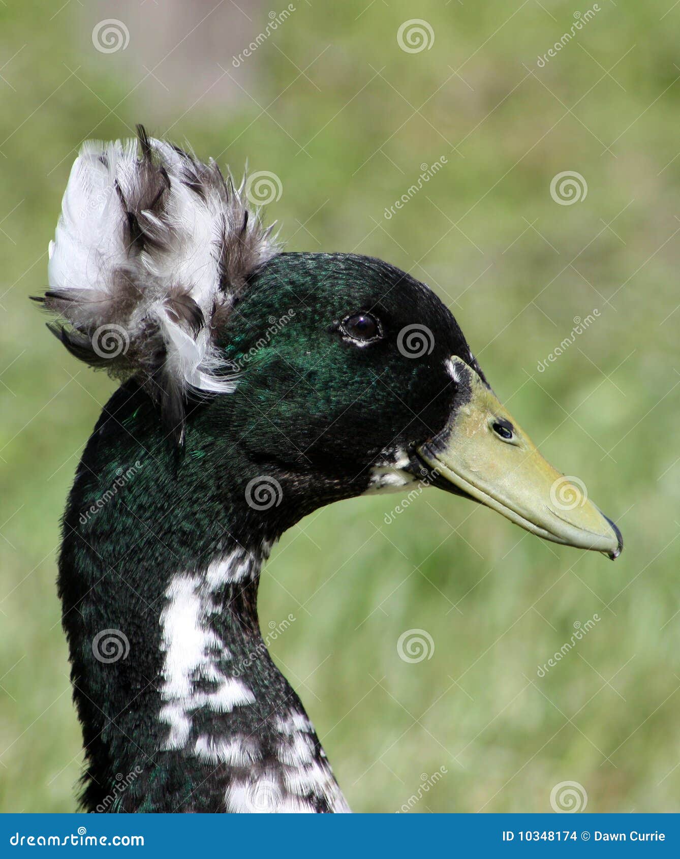 Kuif Eend stock foto. Image of wild, engels, veren, chapeau - 10348174